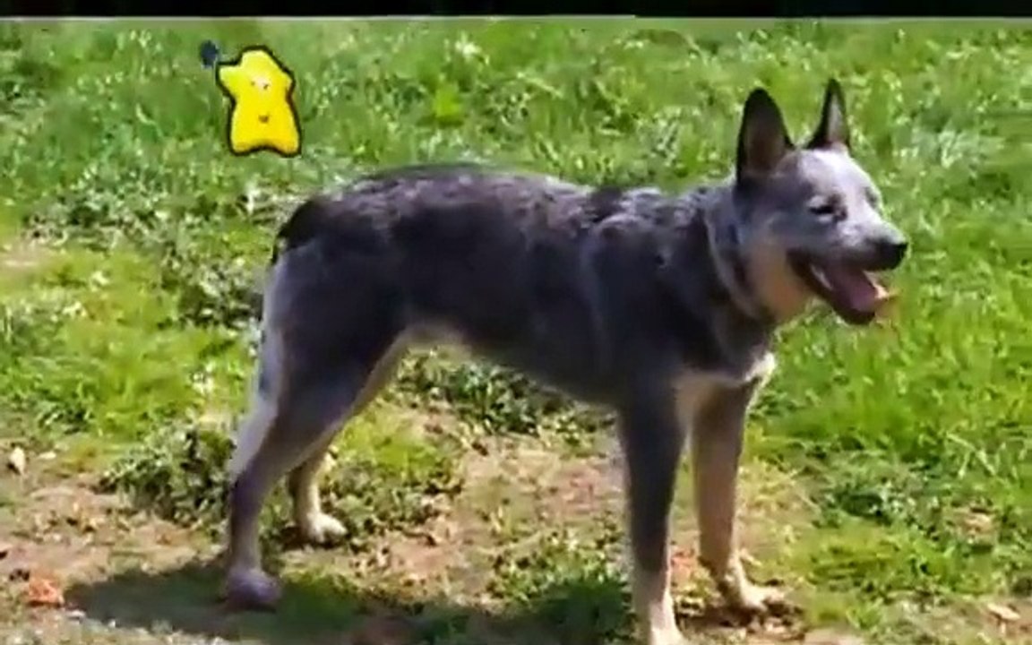 Boogie Beebies - Woof Woof Full Episode - video Dailymotion