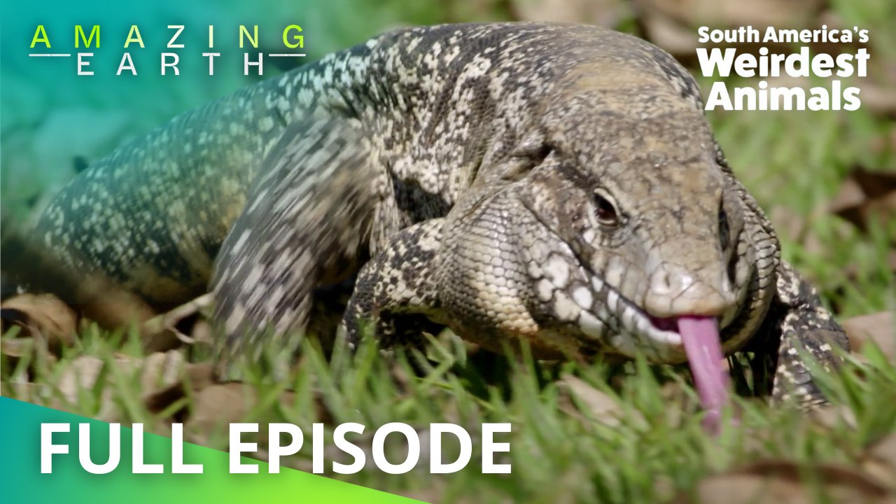 Amazing Earth A Journey Through South America S Predator Battlegrounds