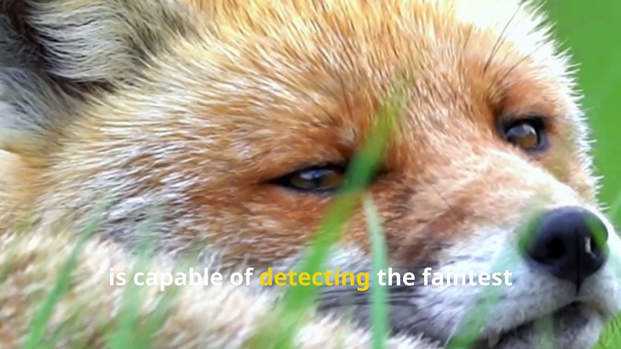Amazing Fox Facts, Secrets of the Wild’s Sneaky Survivors! - video ...