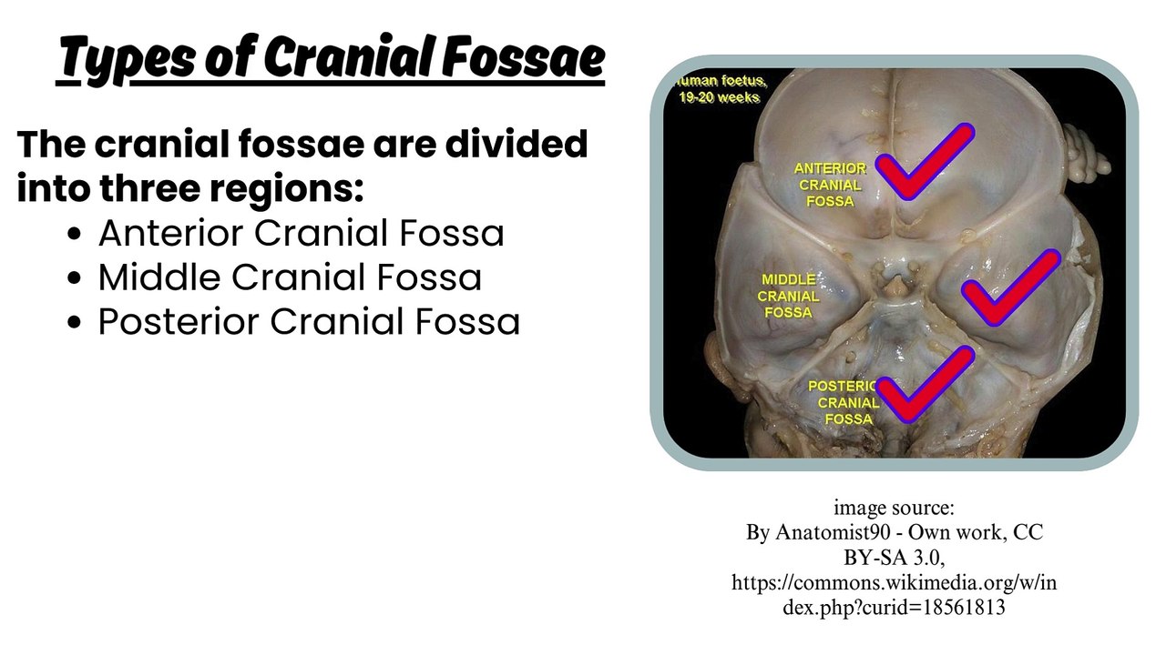 Cranial Fossa Anatomy: Key Landmarks and Detailed Overview | Novice ...