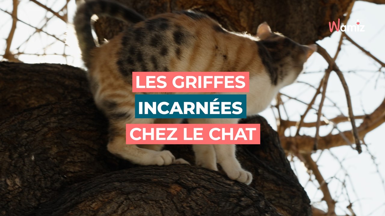 Que faire en cas de griffe incarnée chez le chat ? - Vidéo Dailymotion