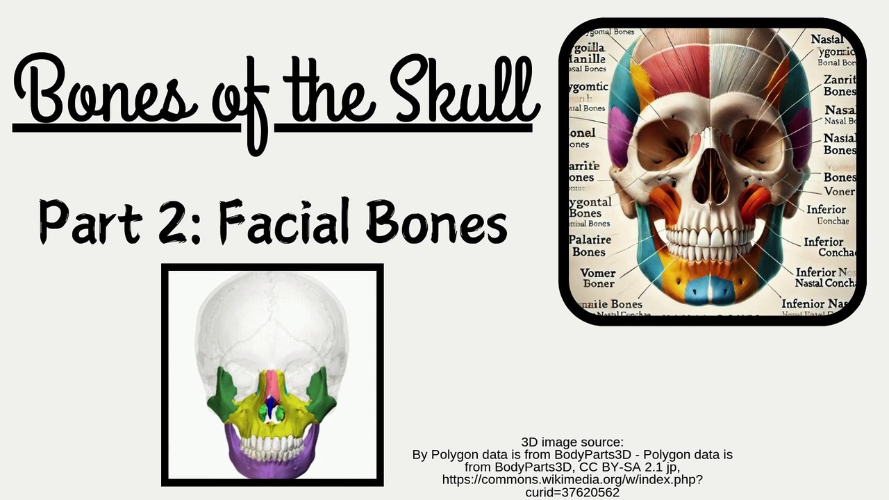 Facial Bones | Anatomy of the Face | Detailed Lecture | Novice Medic ...
