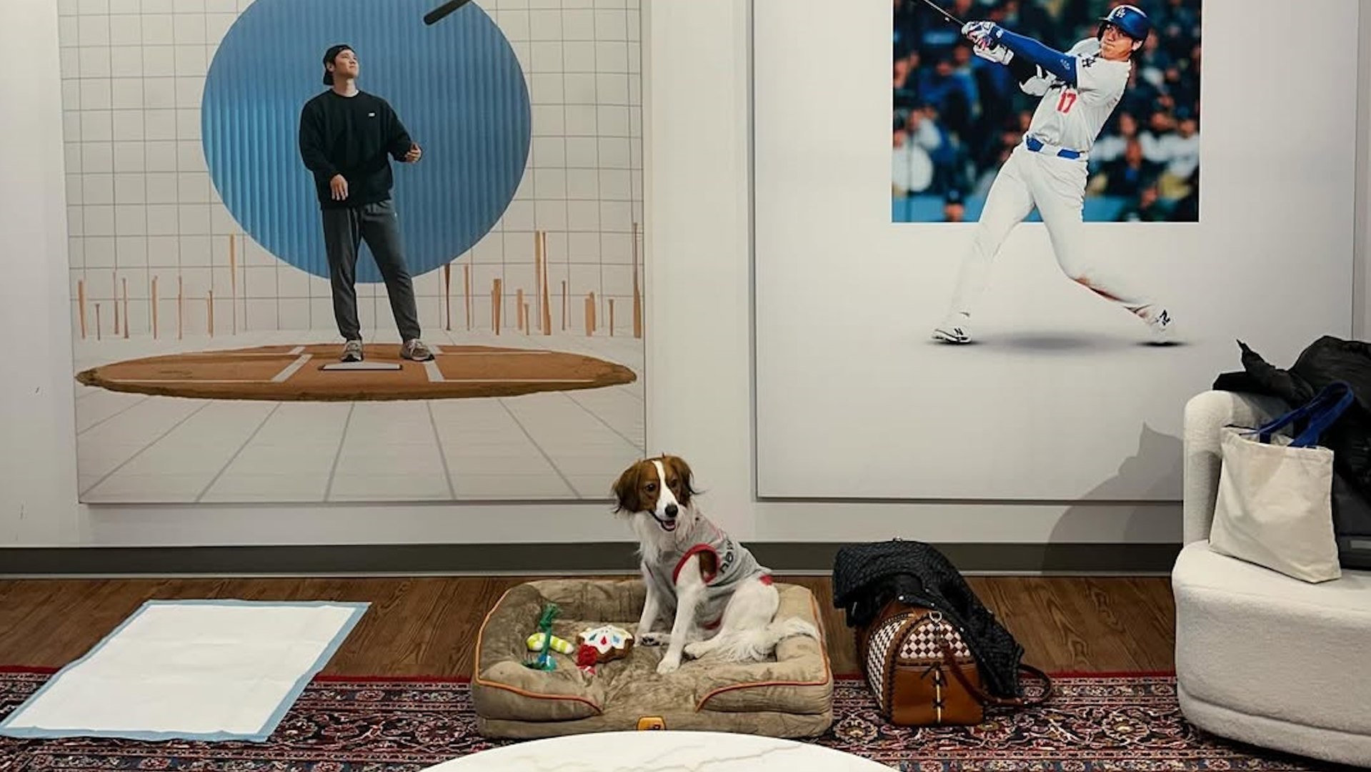 Ohtani?s dog, a Dutch Kooikerhondje named Decoy - MARCA TV English