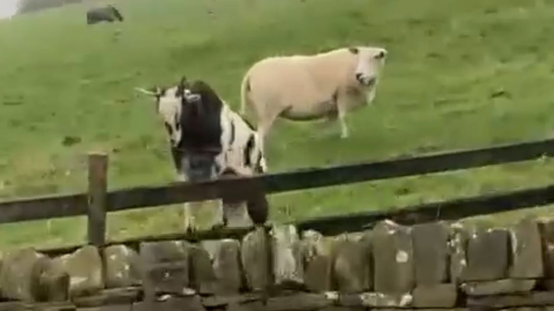 Cow Jumping Over A Fence Halter's New Features Jump The Fence