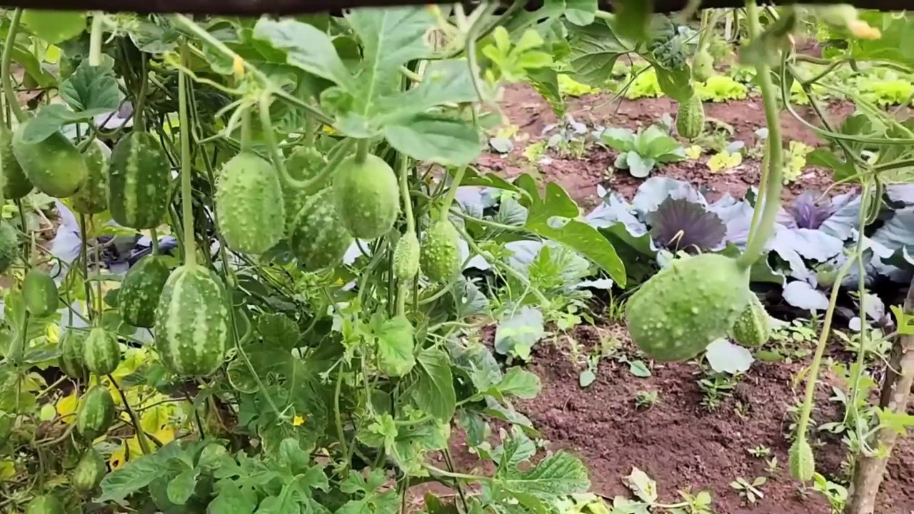 Videoclipe | Ivanar Nunes — Tacaimbó, Terra do Maxixe - Vídeo Dailymotion