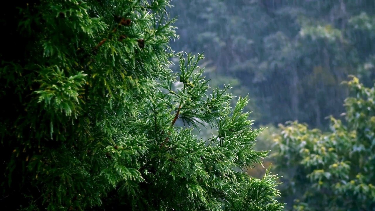 Rain falling on Leaves on a Forest Autumn - Sounds for Relaxation ...