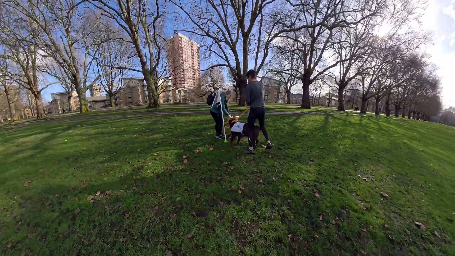 The first-ever all dog relay race has taken place to celebrate the ...