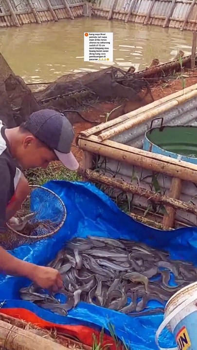 Pemasaran ikan lele konsumsi itu sulit bagi yang malas, Mudah bagi yang ...