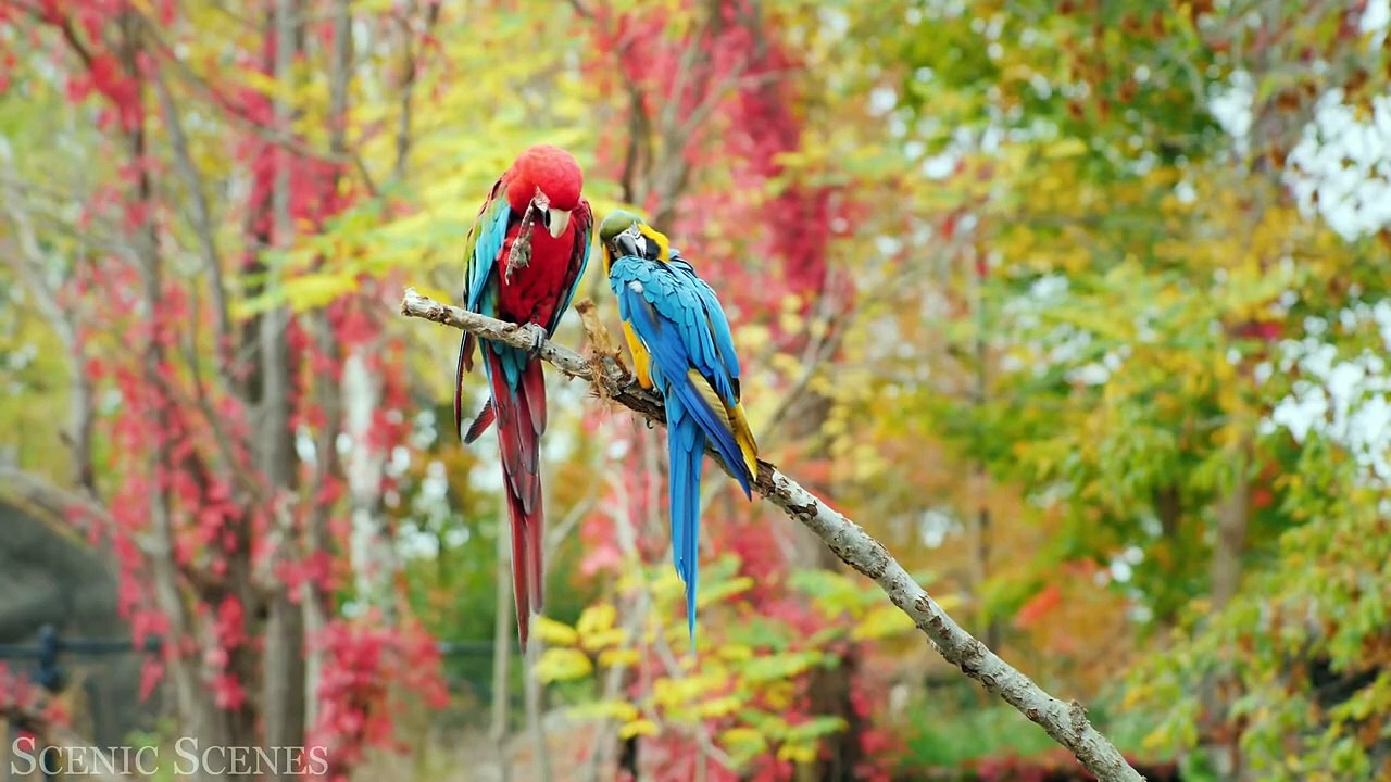 Life Of Animals In 4K - Amazing Wildlife Scenes ｜ Scenic Relaxation ...