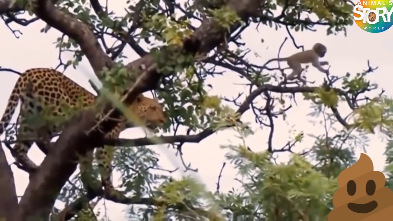 A monkey chased away a lion. - video Dailymotion