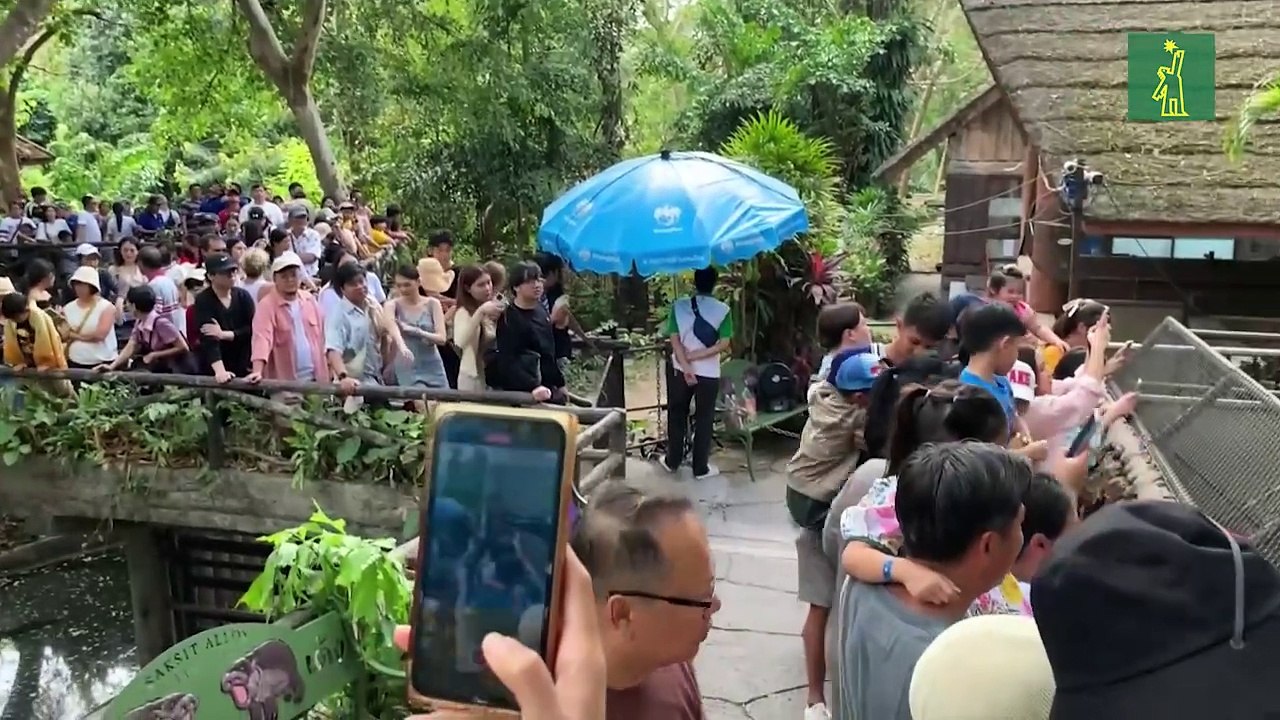 La hipopótama tailandesa Moo Deng, de estrella viral a fenómeno millonario - Vídeo Dailymotion