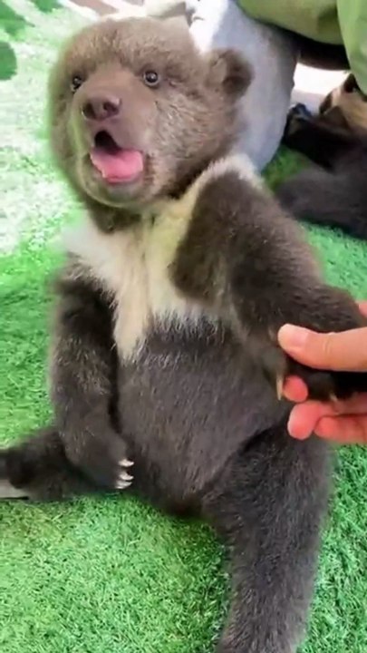 Cute Animals Compilation... - video Dailymotion