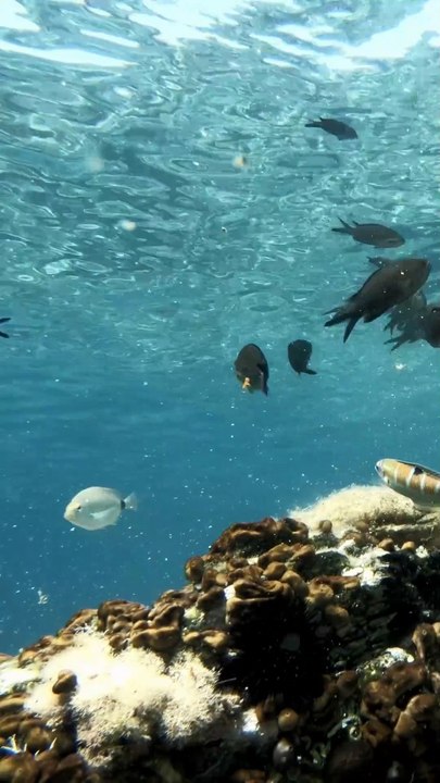 Beautiful Fish in 4K | Stunning Underwater Moments - video Dailymotion