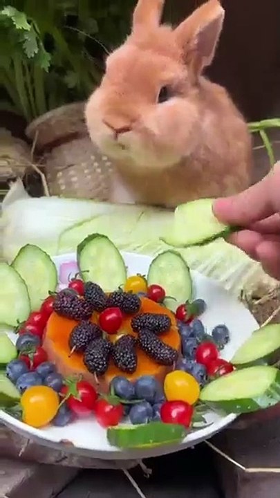 Cute bunny eating cucumber crunchy - video Dailymotion