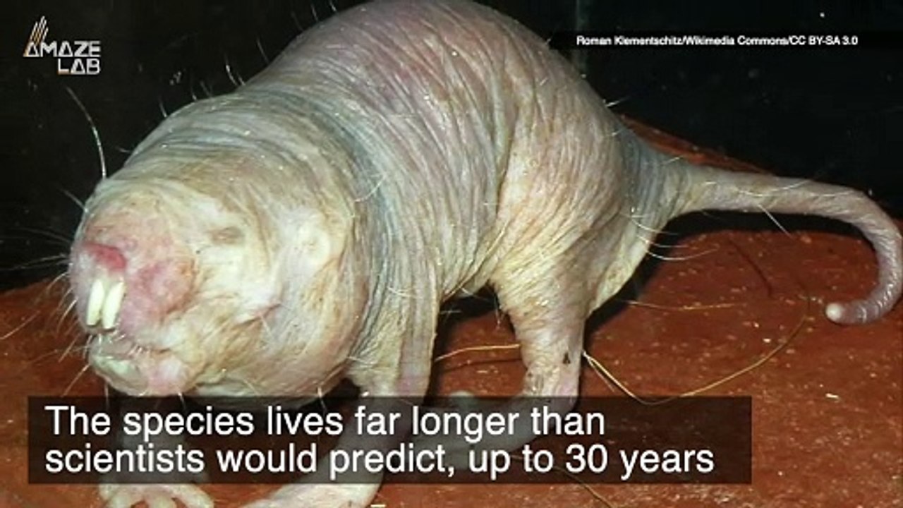 Are Naked Mole Rats The Key To Humans Living Longer? - video Dailymotion