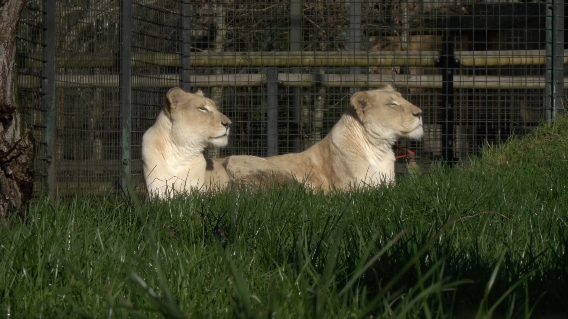 Two white lionesses have been given a new home in Kent