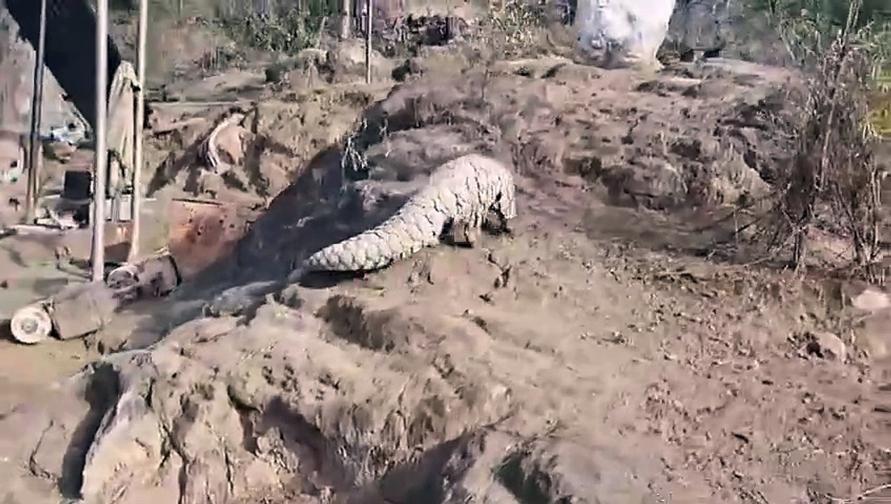 A rare Indian pangolin rescued in Rajouri's Sunderbani Forests of Jammu ...
