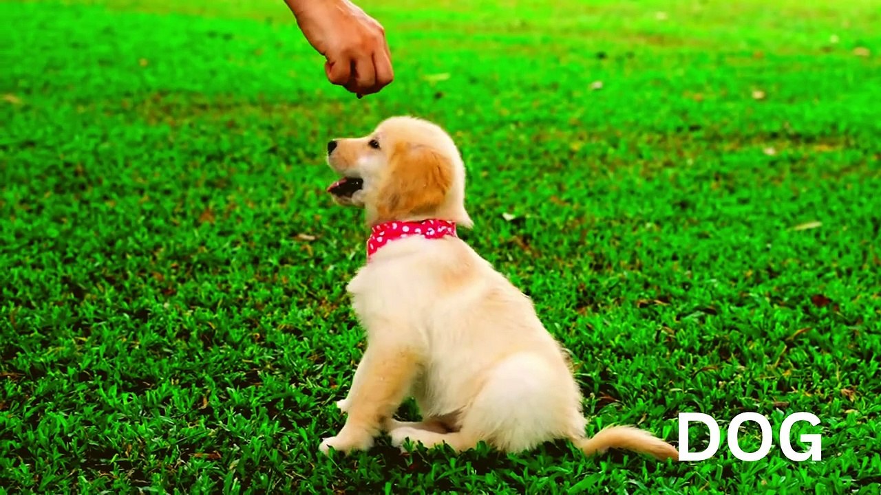 Learn Alphabet⧸English Letter D by Kids Rhymes Z ｜ Dog, Drum, Donkey ...