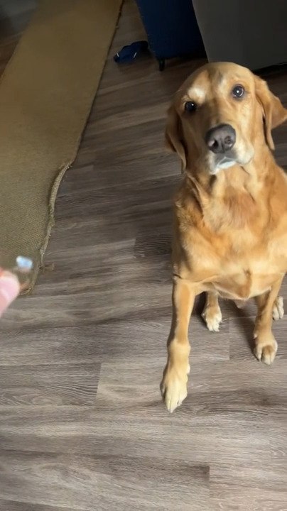 Dog Raises Paw at Engagement Ring - video Dailymotion