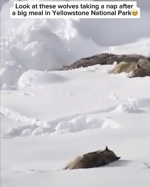 A pack of wolves digging a tunnel through deep snow is a breathtaking display of survival and ...