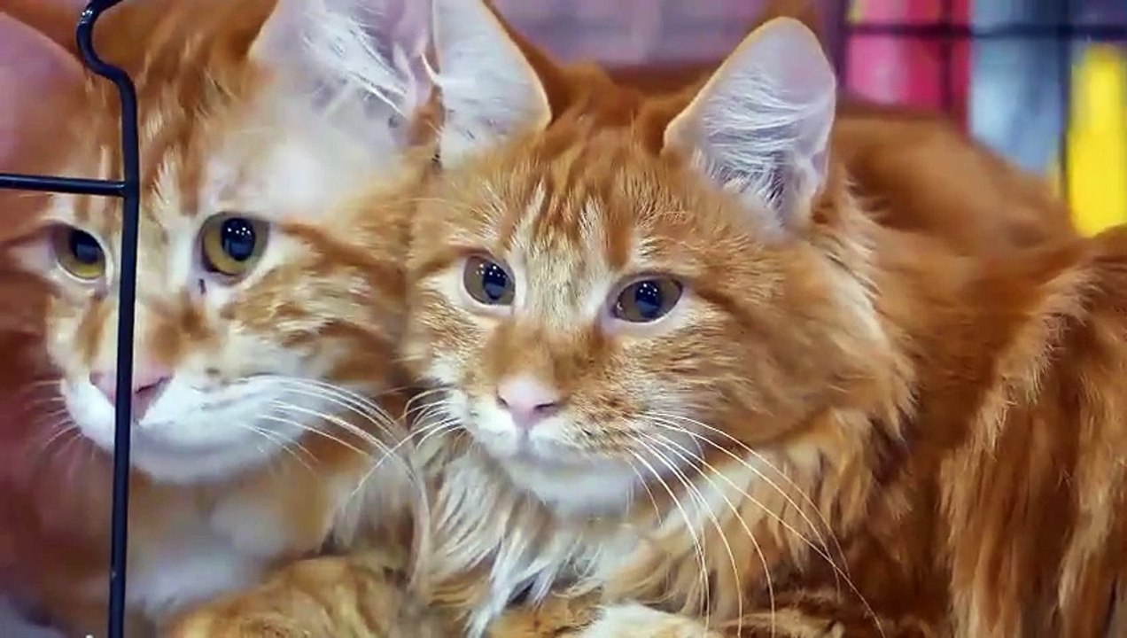 Fascinating cats - video Dailymotion