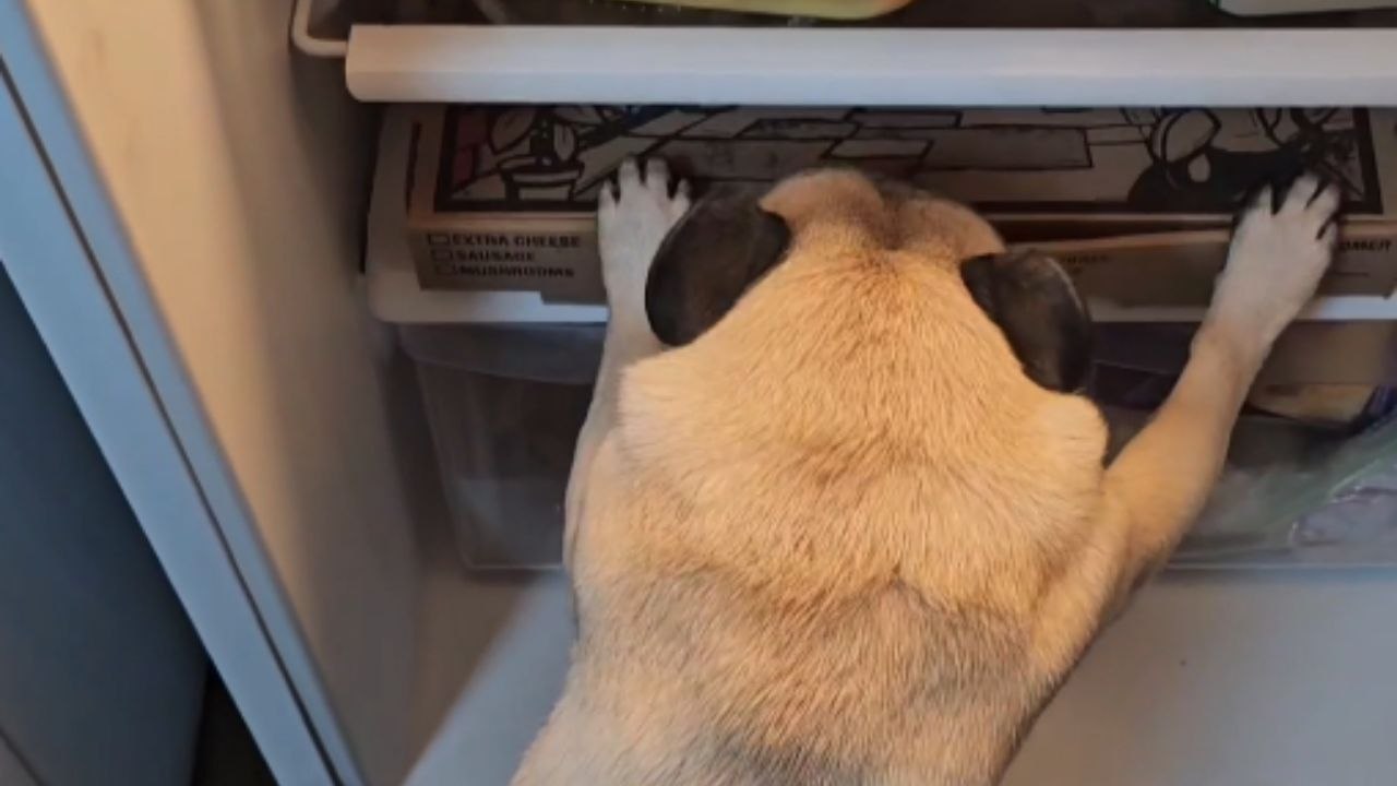 Foodie pug pays a hilarious price for letting its guard down - video ...