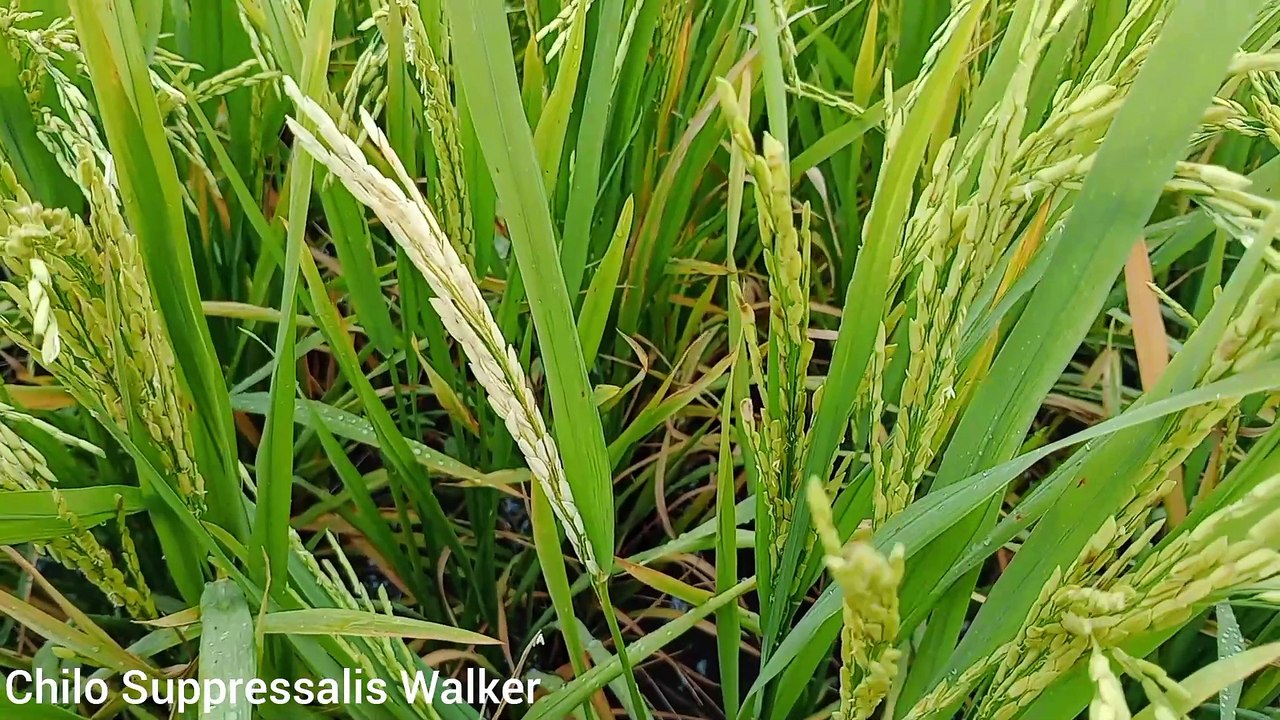 Chilo suppressalis - video Dailymotion