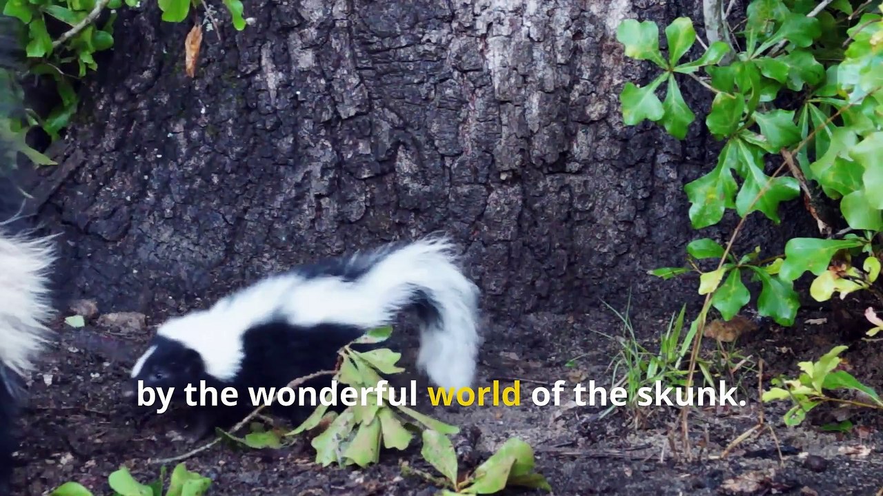 Fun Skunk Facts, Discover the Surprising World of Skunks! - video ...