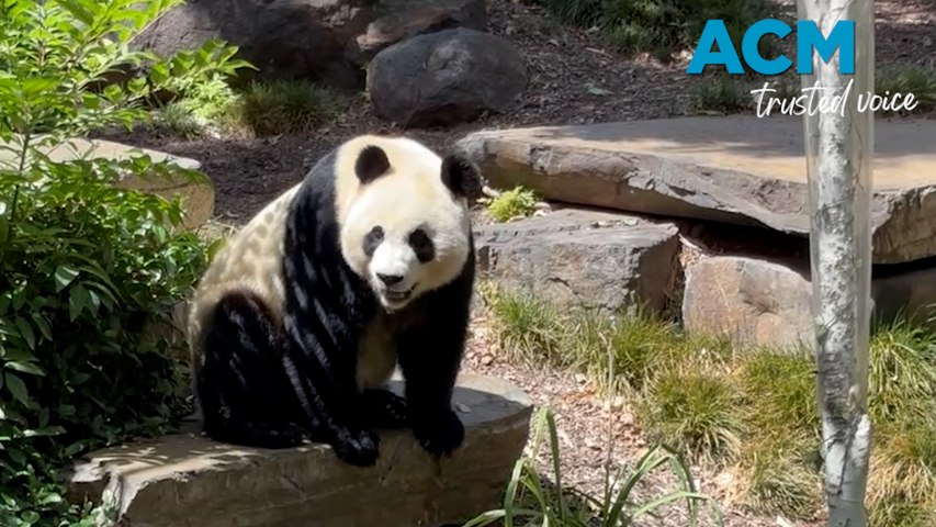 Giant pandas debut at Adelaide Zoo | The Border Mail | Wodonga, VIC