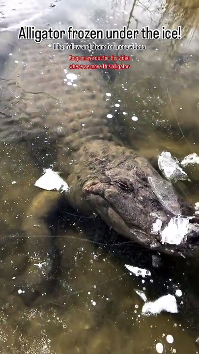 An alligator frozen under the ice🥶 - video Dailymotion