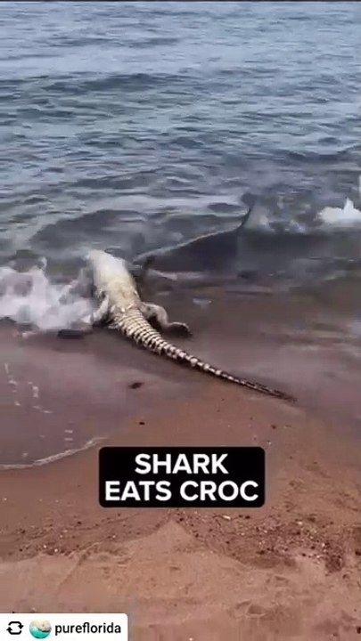A shark eating a crocodile on the beach. - video Dailymotion