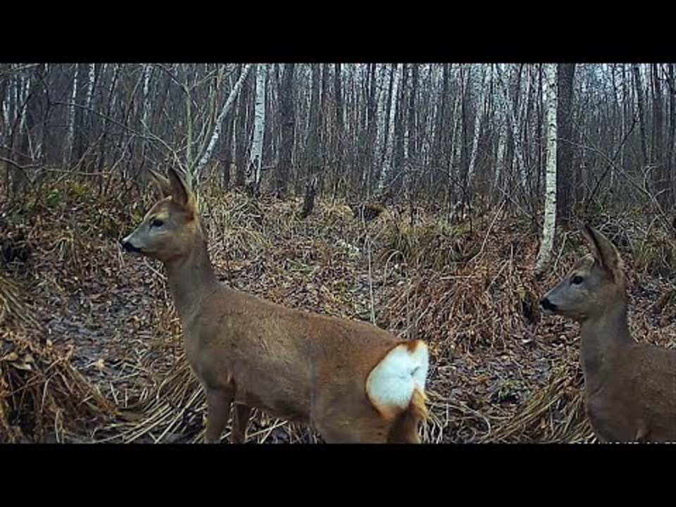 Wildlife Camera in Forest Records Sightings of Roe Deer, Wild Boar, Fox ...