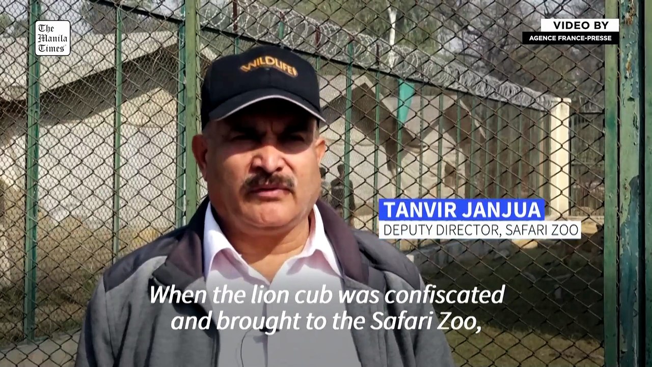 Lion cub confiscated from YouTuber rehomed at Pakistan zoo - video ...