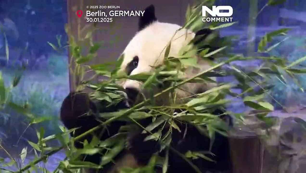 Watch: Berlin zoo's panda cubs Leni and Lotti debut to the public with ...