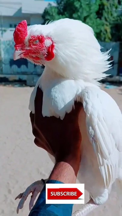 White Aseel murga || Heera aseek murga Nice standing bird #aseelmurga ...