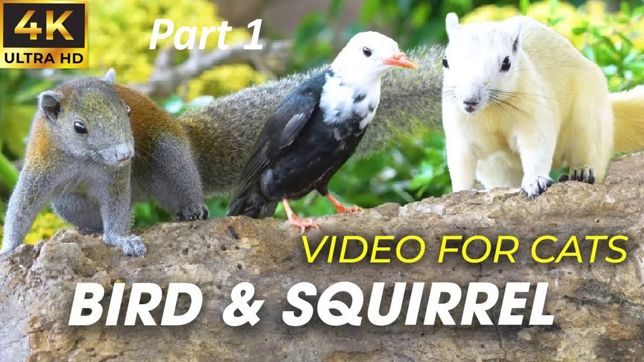 Bird Watching - Interactive Cat Videos For Cats To Watch - Birds For ...