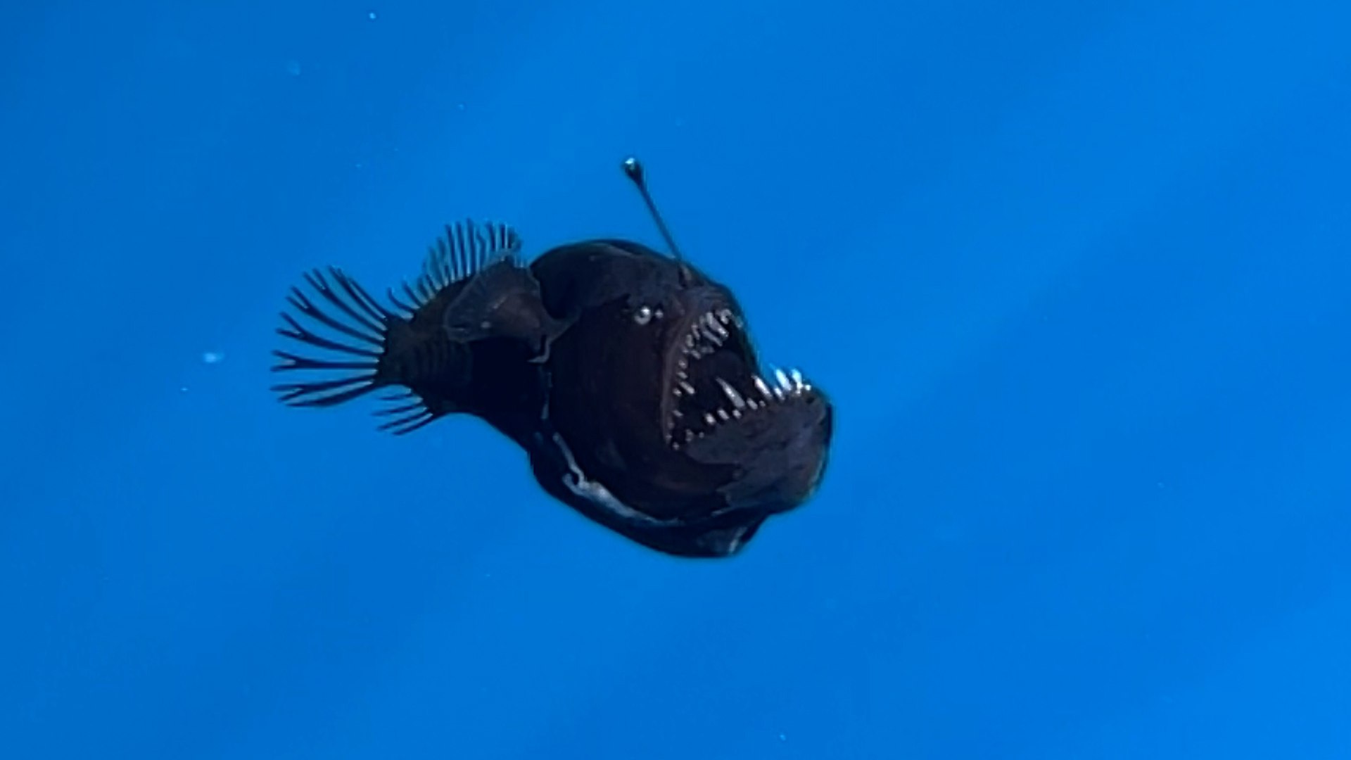 Primeras imágenes del 'diablo negro': una criatura extraña muy difícil ...