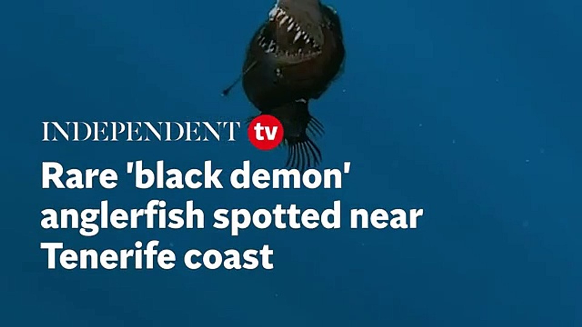 Black Devil Fish Tenerife