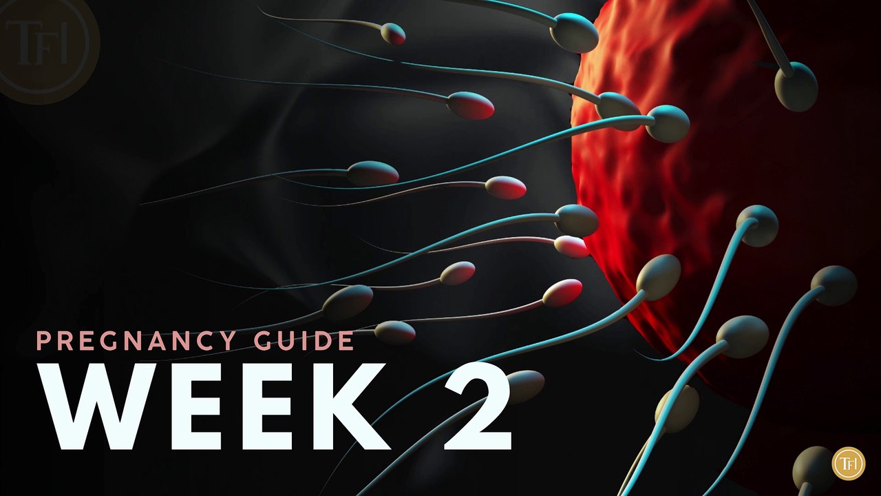 What to Expect at Week 2 | Week by Week Pregnancy Guide - video Dailymotion