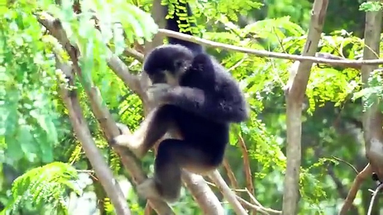 Mischievous Animals: Goat, Dog, Cat, Cow, Chicken, Monkey, Duck, Sheep ...