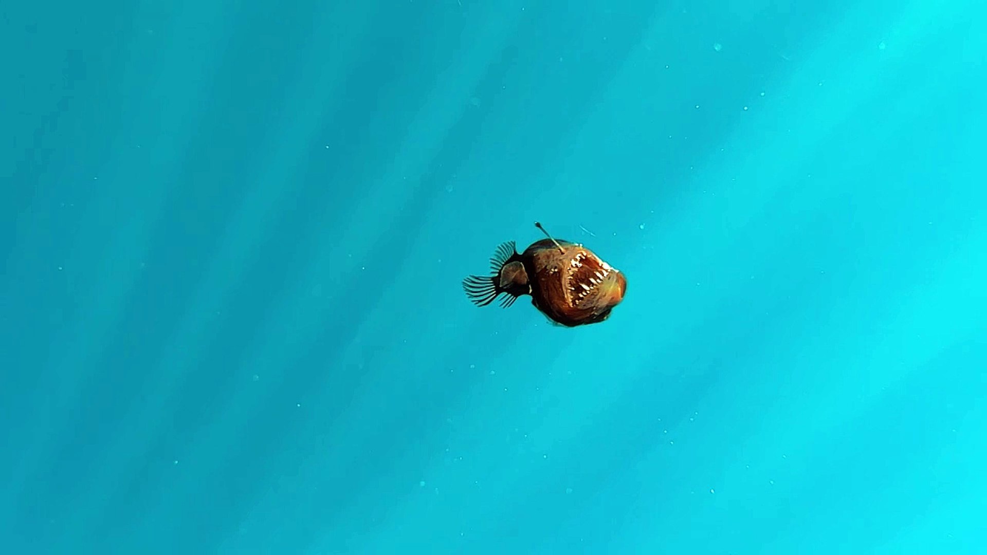 First images of the 'black devil': a strange creature very difficult to ...