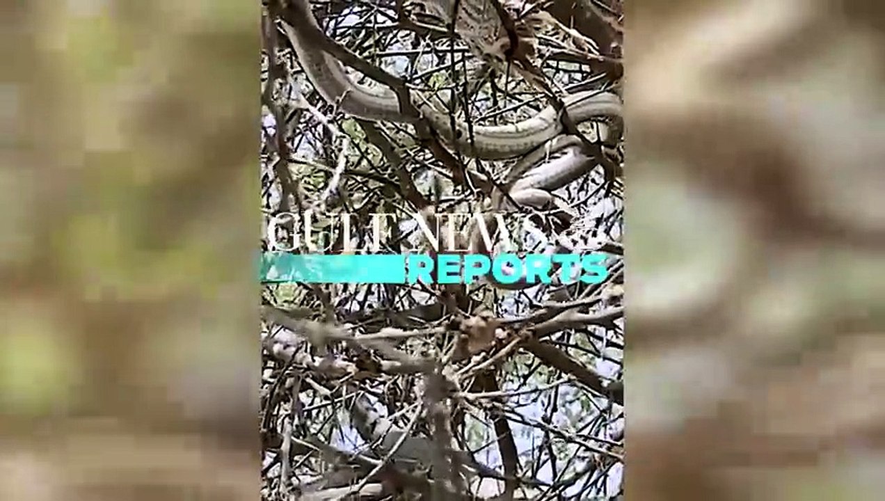 Region's longest land snake caught on video by Dubai wildlife ...