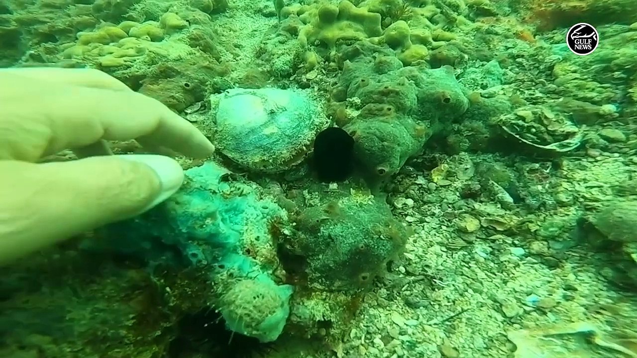 Exploring the legacy of the UAE's last pearl diver - video Dailymotion