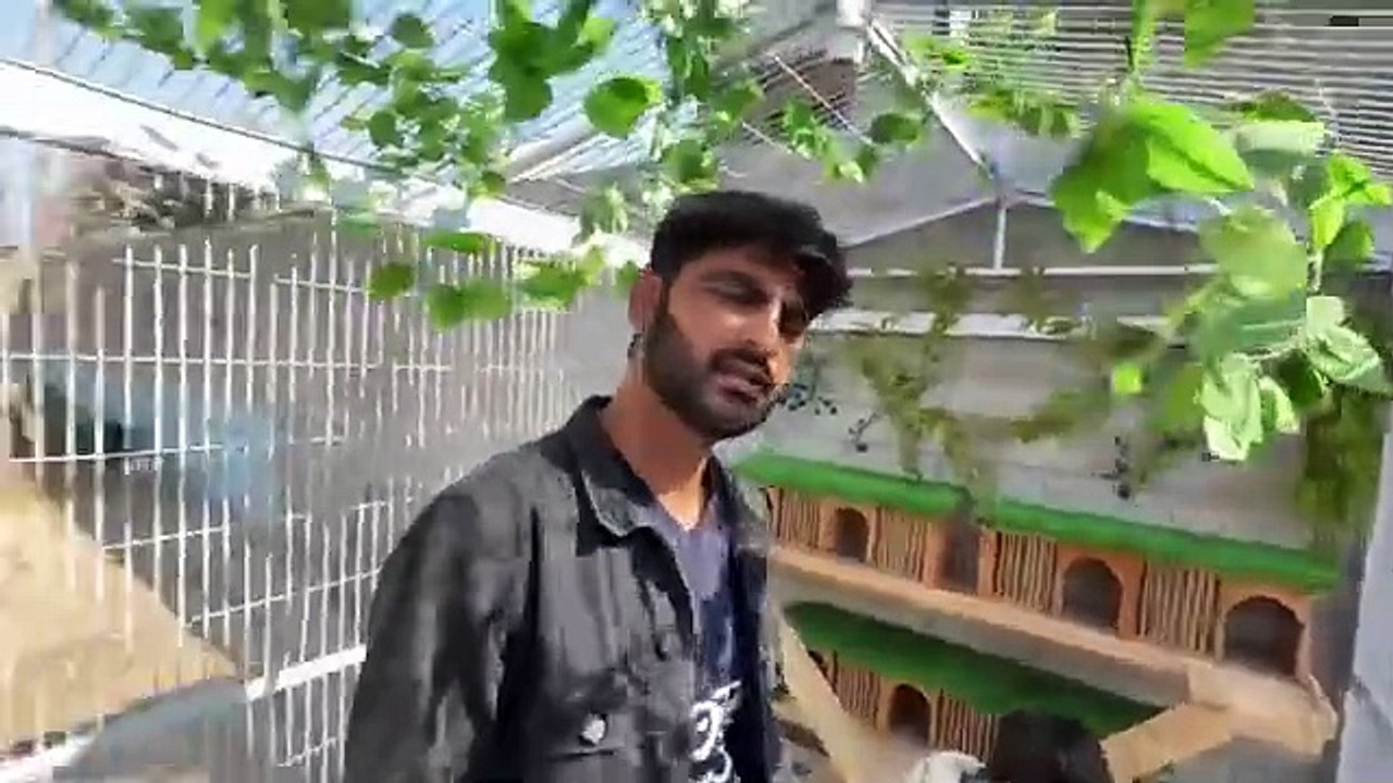 shehar mein dehat ep 145 2025 animal mini zoo Guinea Pigs Ko Beautiful ...