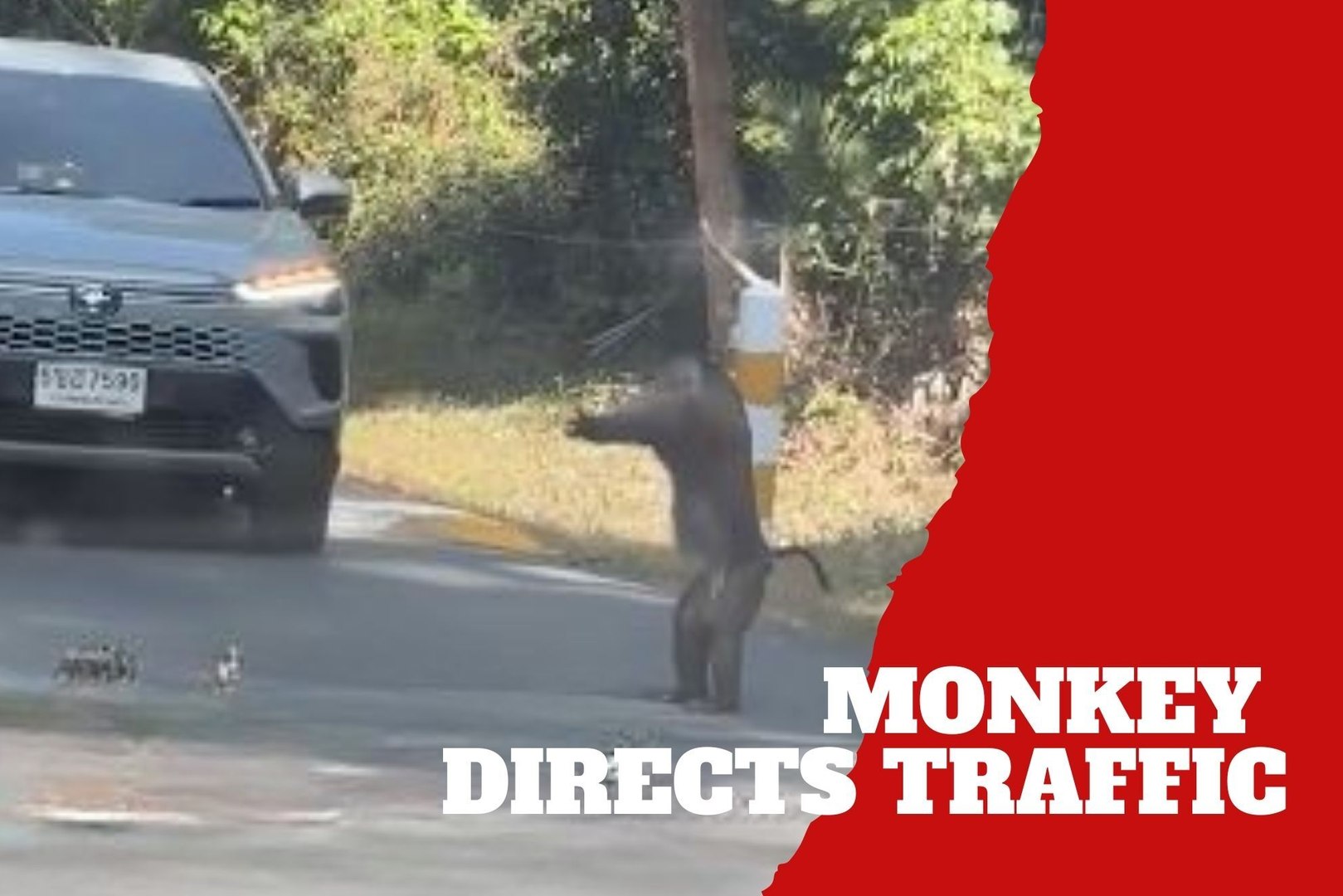 Monkey see, monkey do! Primate directs cars like a traffic cop after ...
