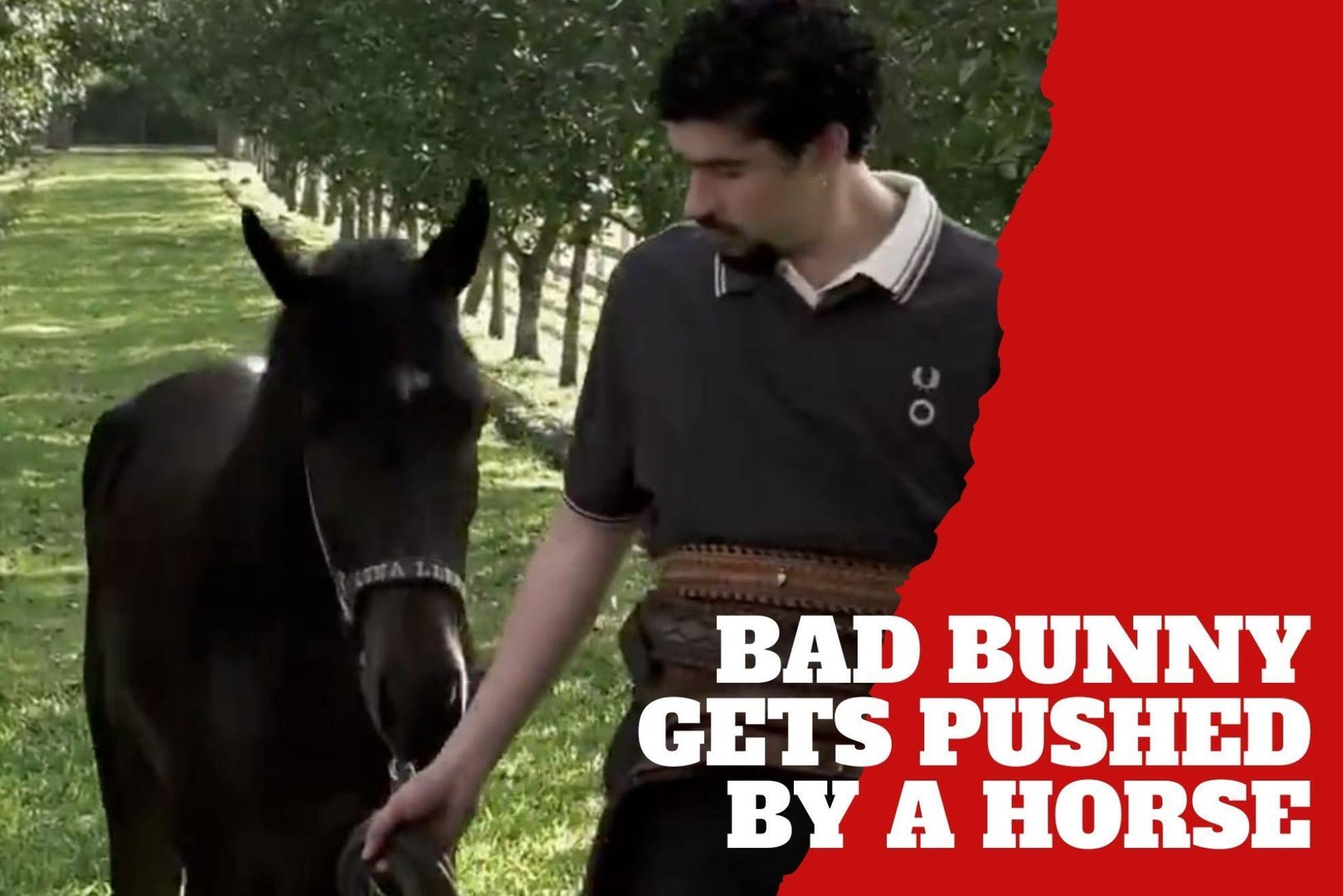 Pushed by a horse! Bad Bunny gets an unexpected reaction from an animal ...