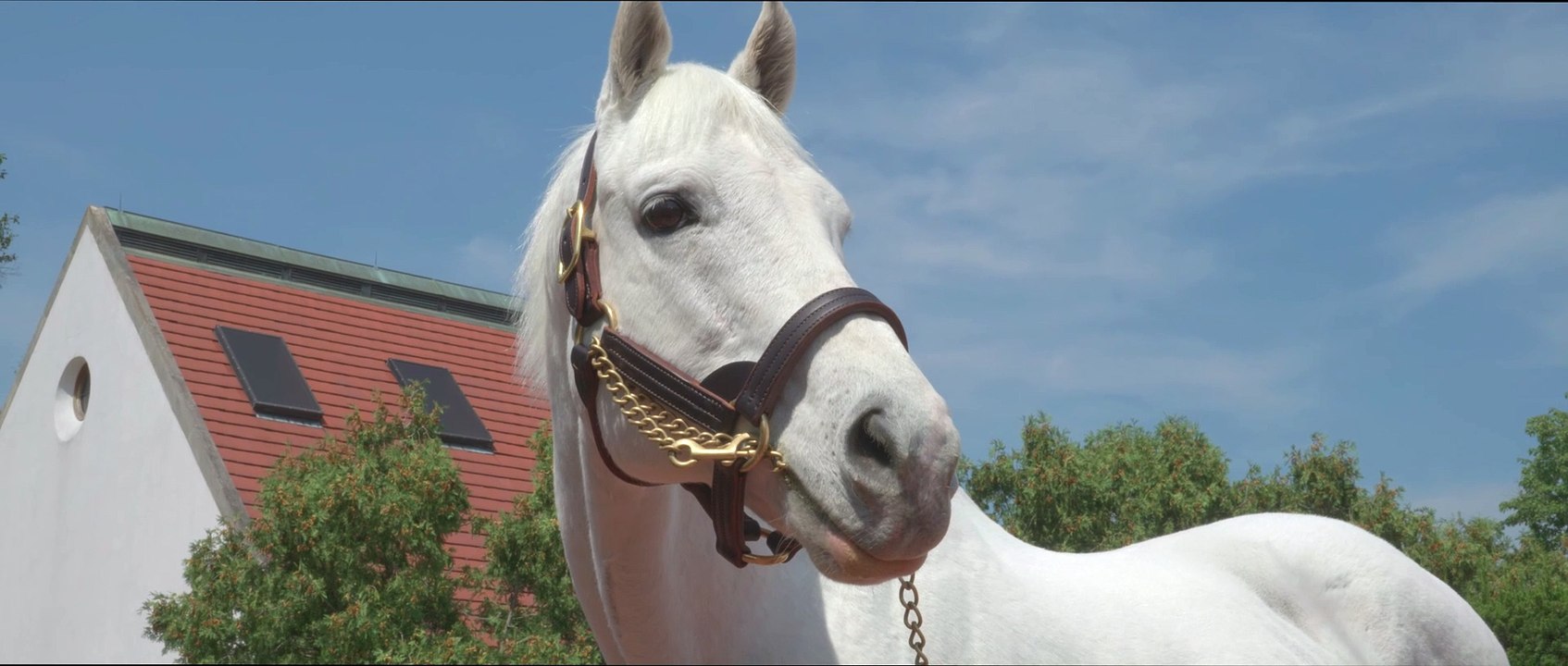 gainesway_-_tapit_number_one_sire - video Dailymotion