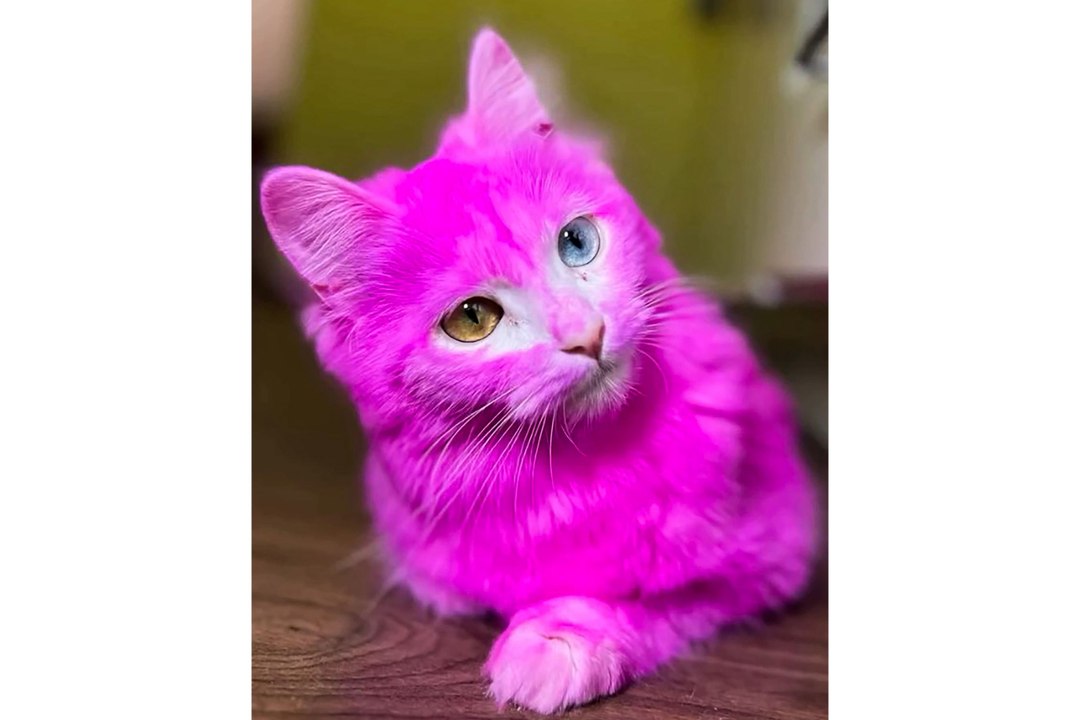 Cat dyed pink - video Dailymotion