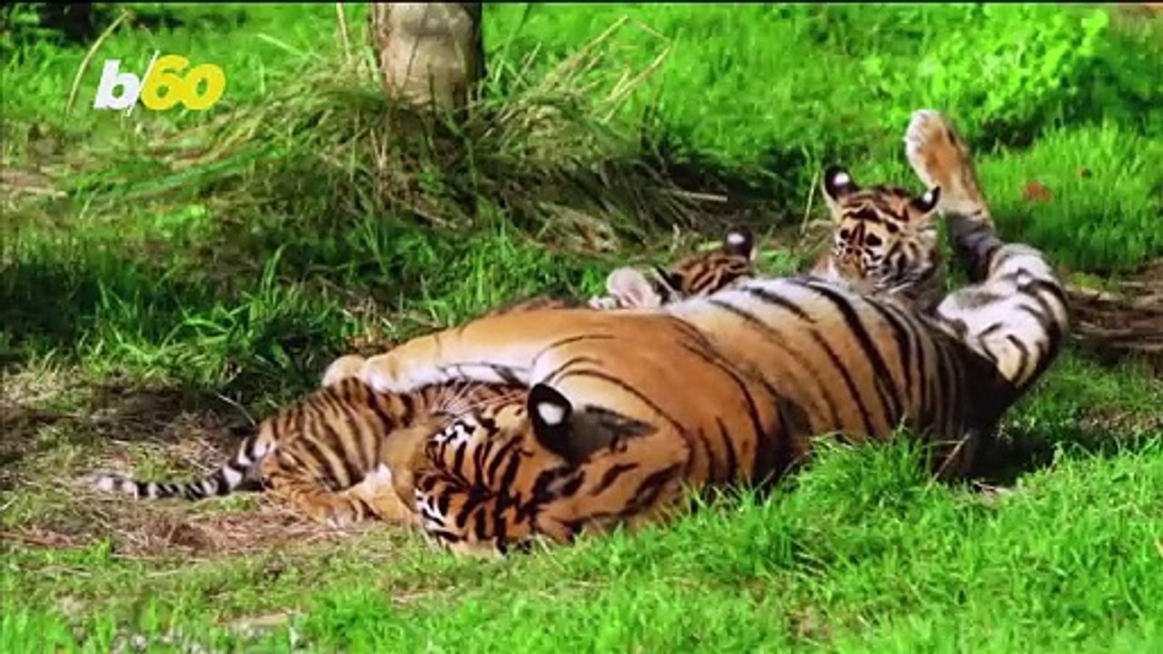 A Beautiful Tiger Trio Is Introduced To The World! - video Dailymotion