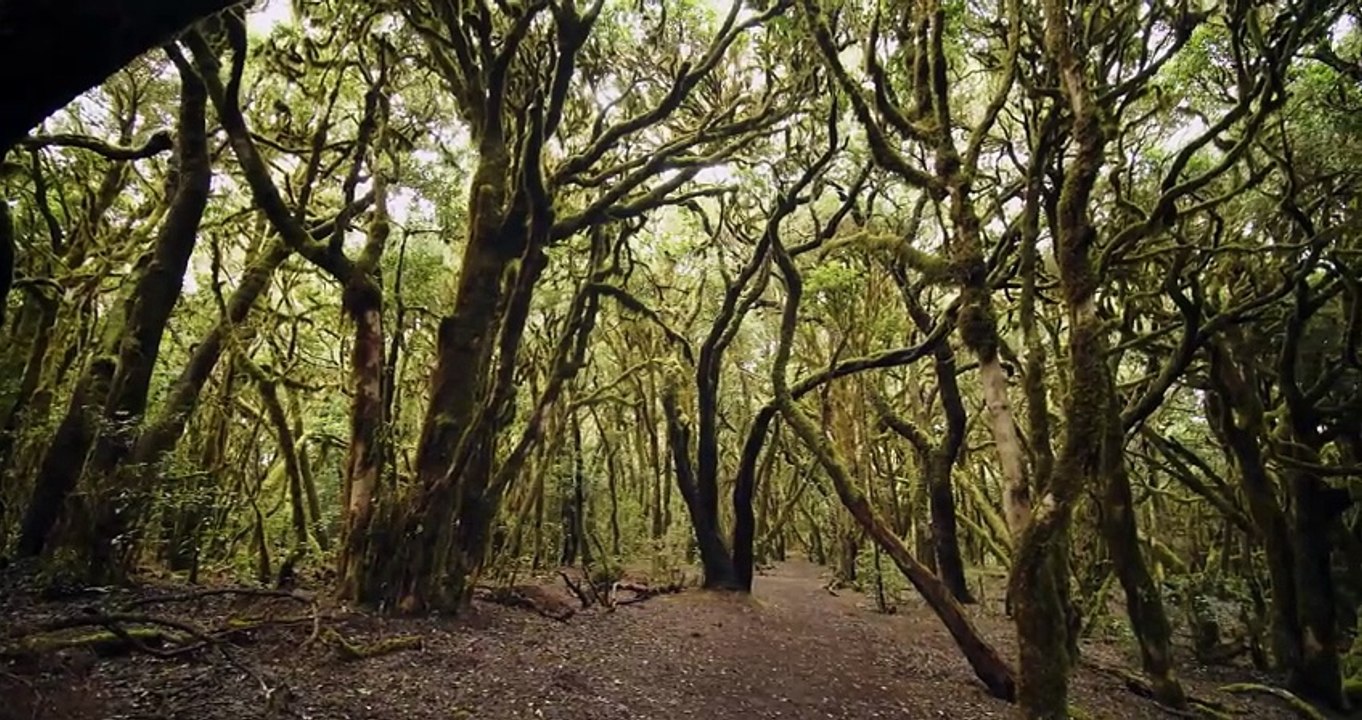 Garajonay, el bosque primigenio de Europa - Tráiler español - Vídeo ...